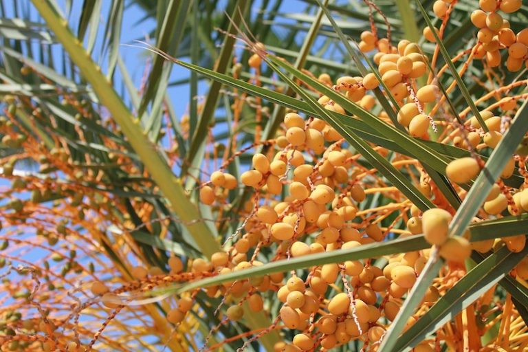 5 redenen voor een vakantie naar Corfu - Island Escapes