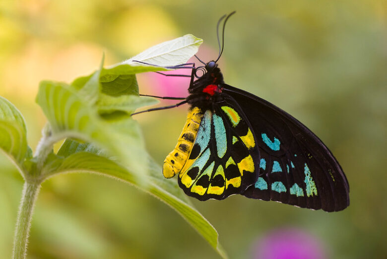 Ontdek de eilanden van Brisbane - Island Escapes